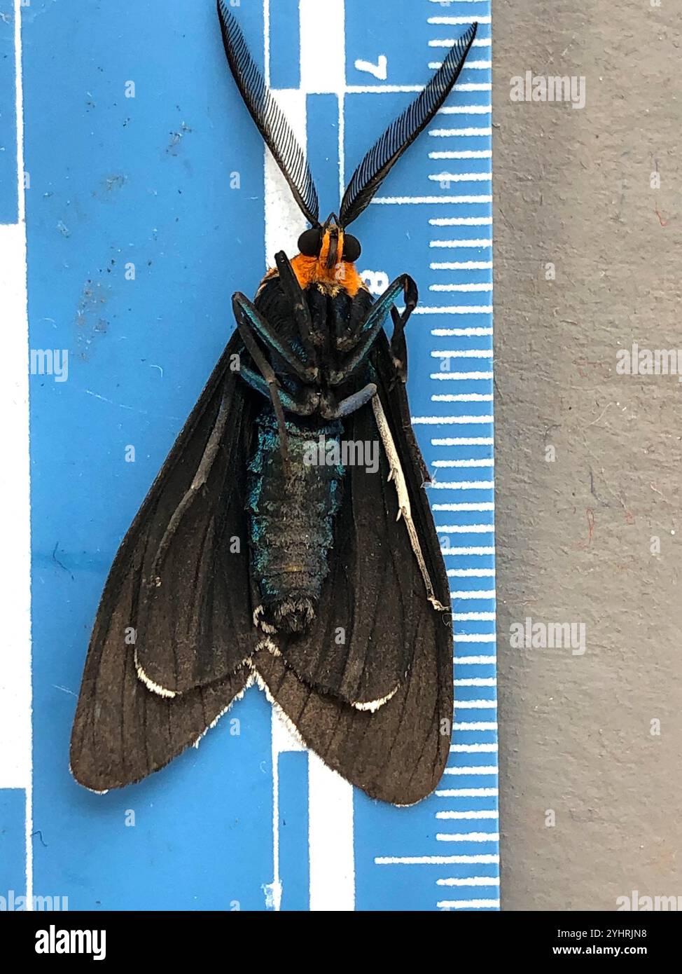 Virginia ctenucha moth virginica hi-res stock photography and images ...