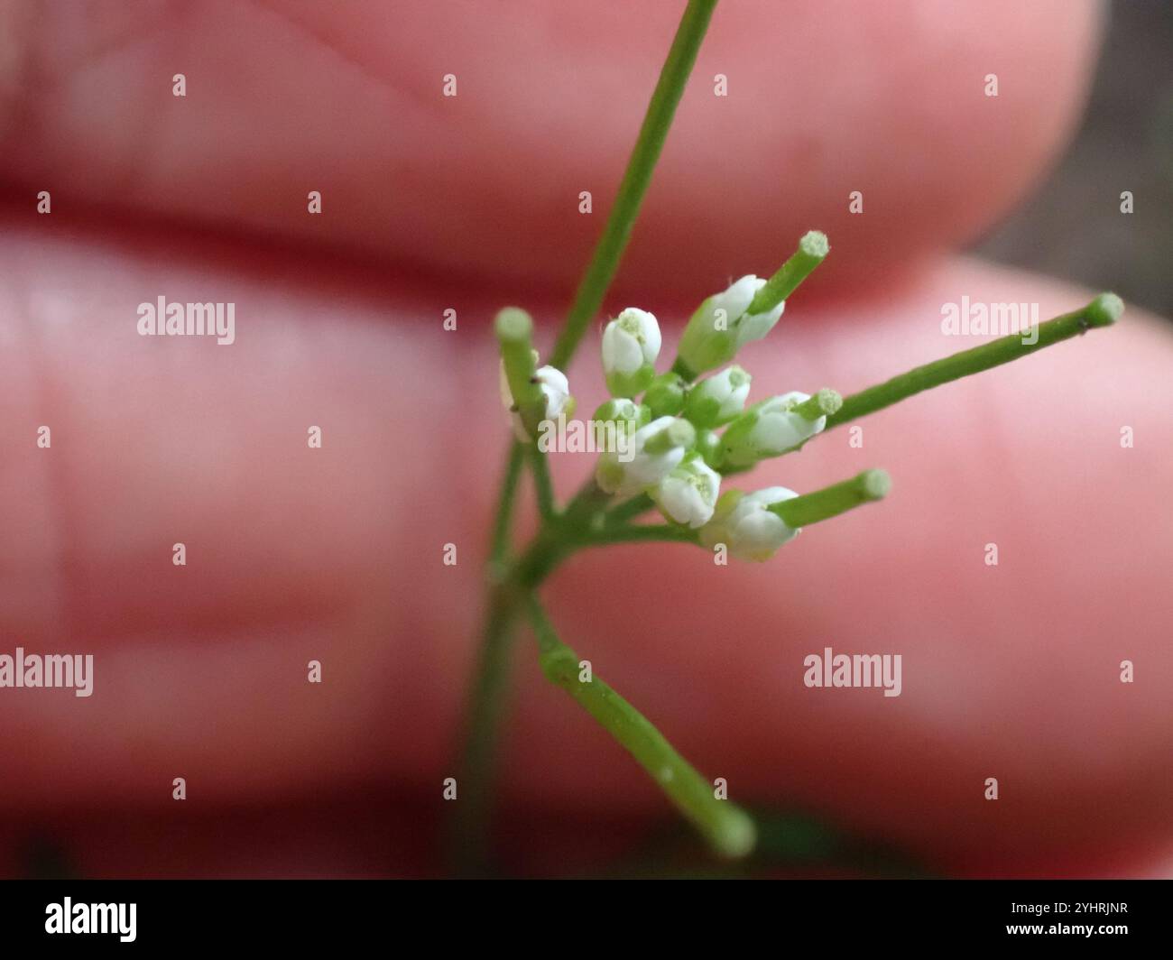 hairy bittercress (Cardamine hirsuta Stock Photo - Alamy