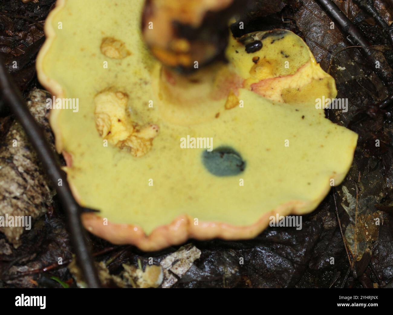 Curry Bolete (Boletus sensibilis Stock Photo - Alamy