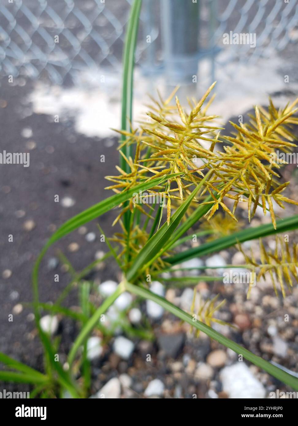 yellow nutsedge (Cyperus esculentus Stock Photo - Alamy