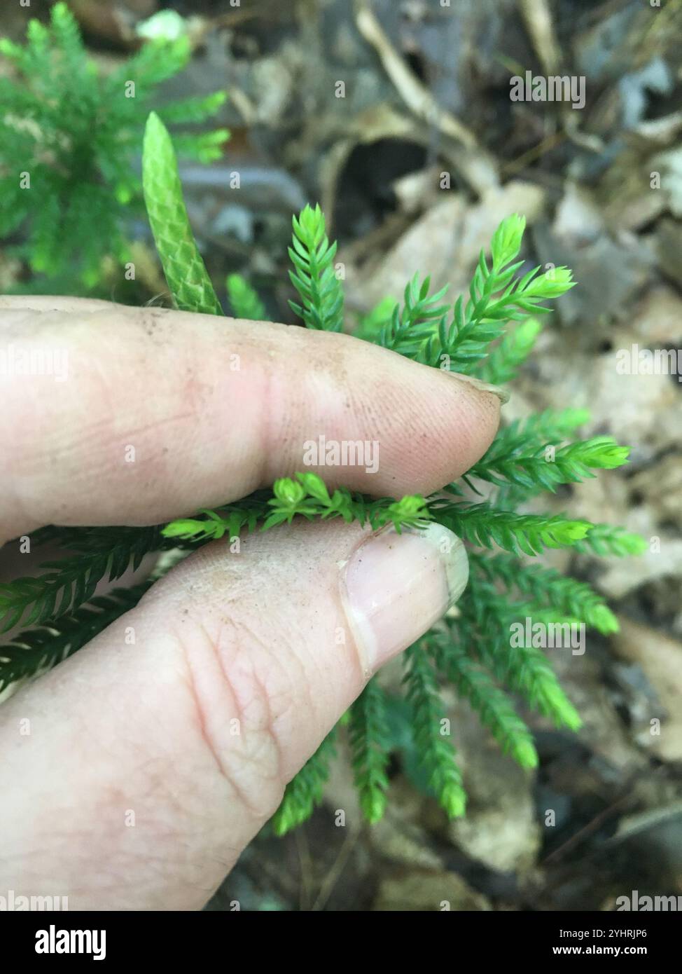 flat-branched tree-clubmoss (Dendrolycopodium obscurum Stock Photo - Alamy