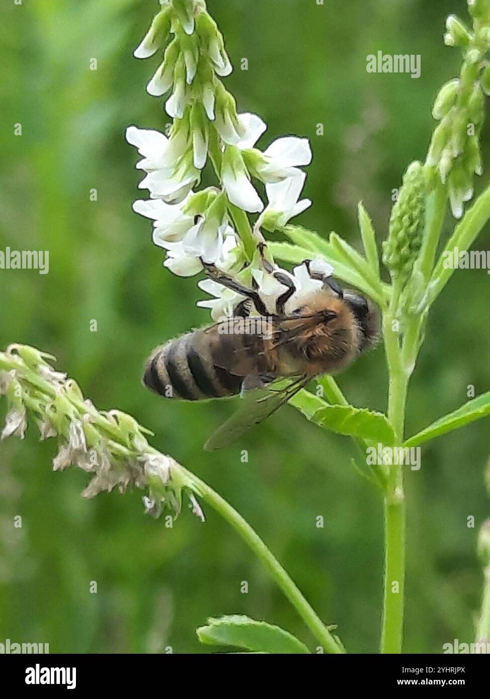 Western Honey Bee (Apis mellifera Stock Photo - Alamy