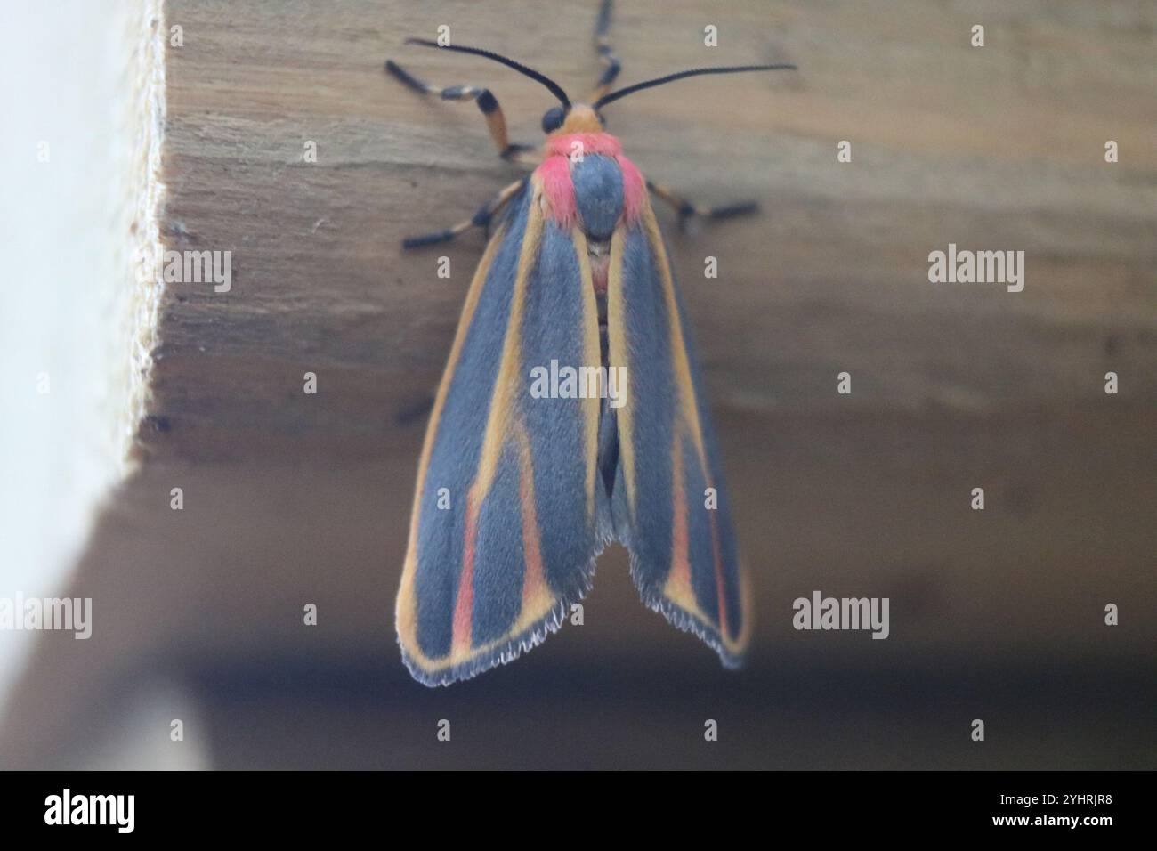 Painted Lichen Moth (Hypoprepia fucosa Stock Photo - Alamy