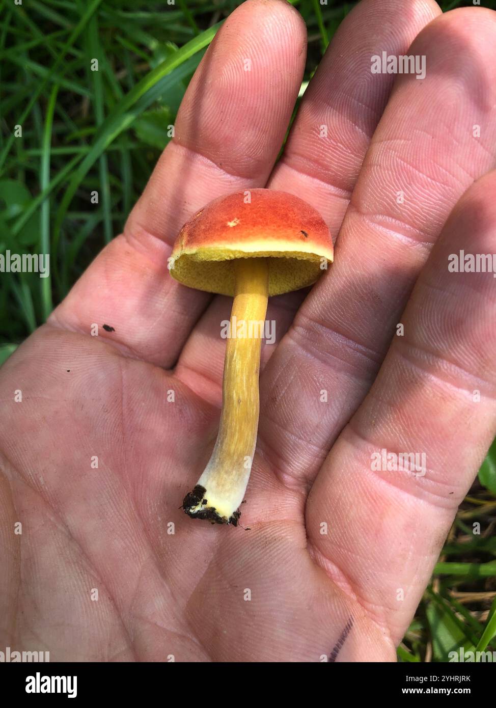Hortiboletus hi-res stock photography and images - Alamy