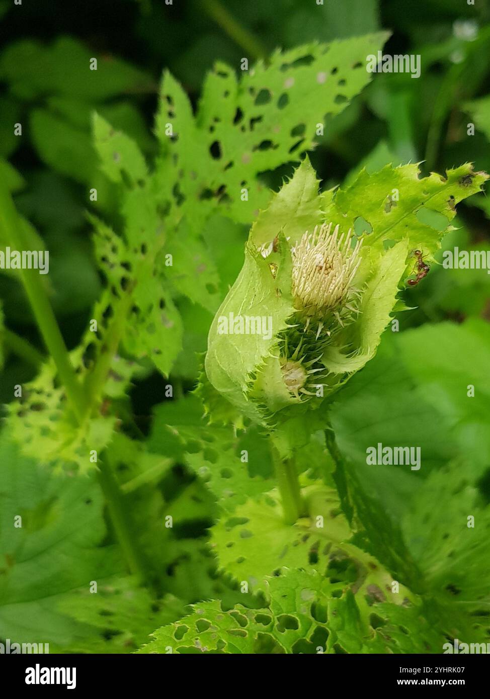 Cabbage Thistle (Cirsium oleraceum Stock Photo - Alamy