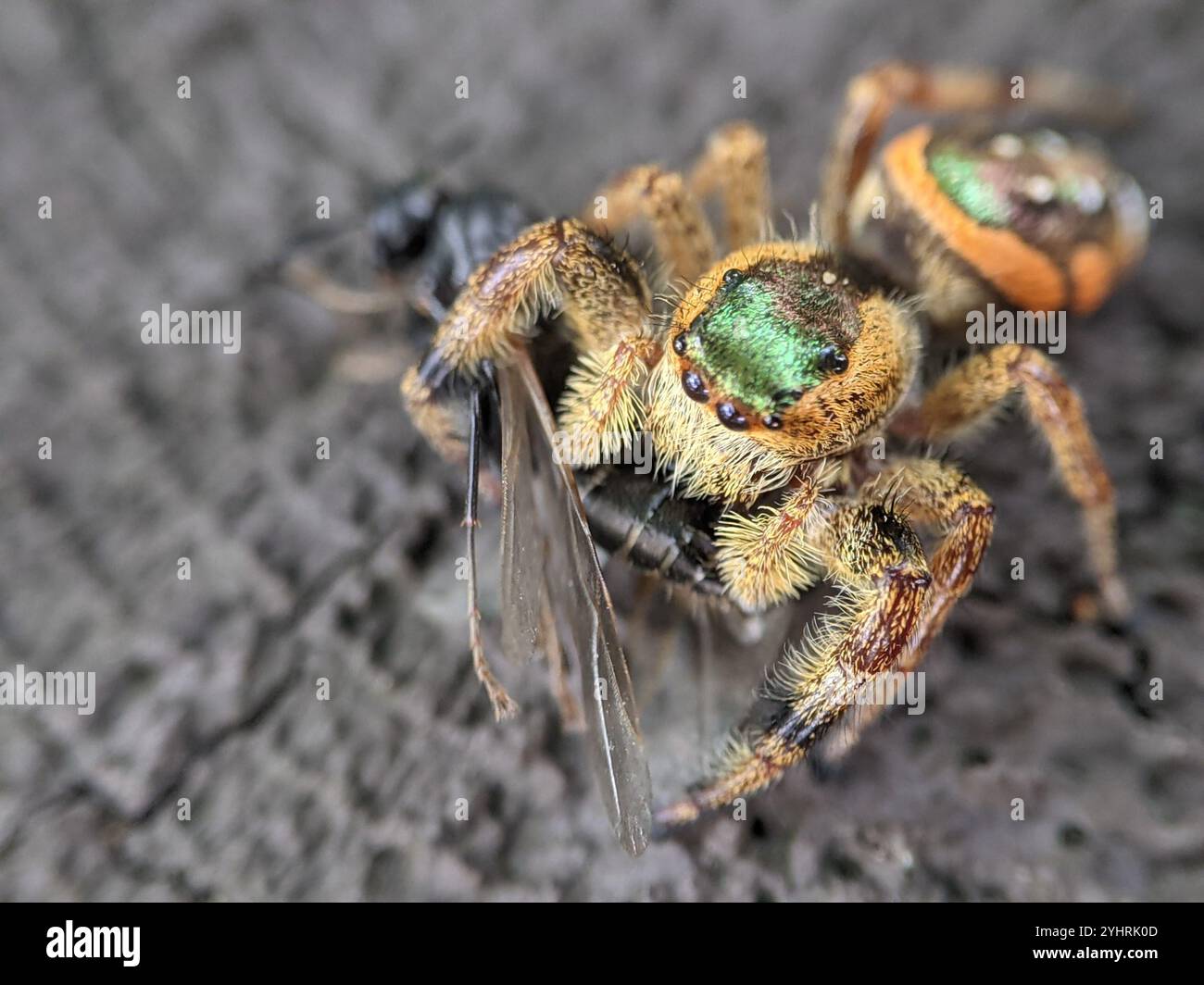 Golden Jumping Spider (Paraphidippus aurantius Stock Photo - Alamy