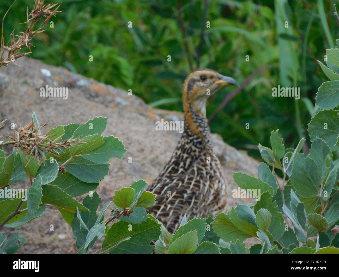 Southern Red-winged Francolin (Scleroptila levaillantii levaillantii ...