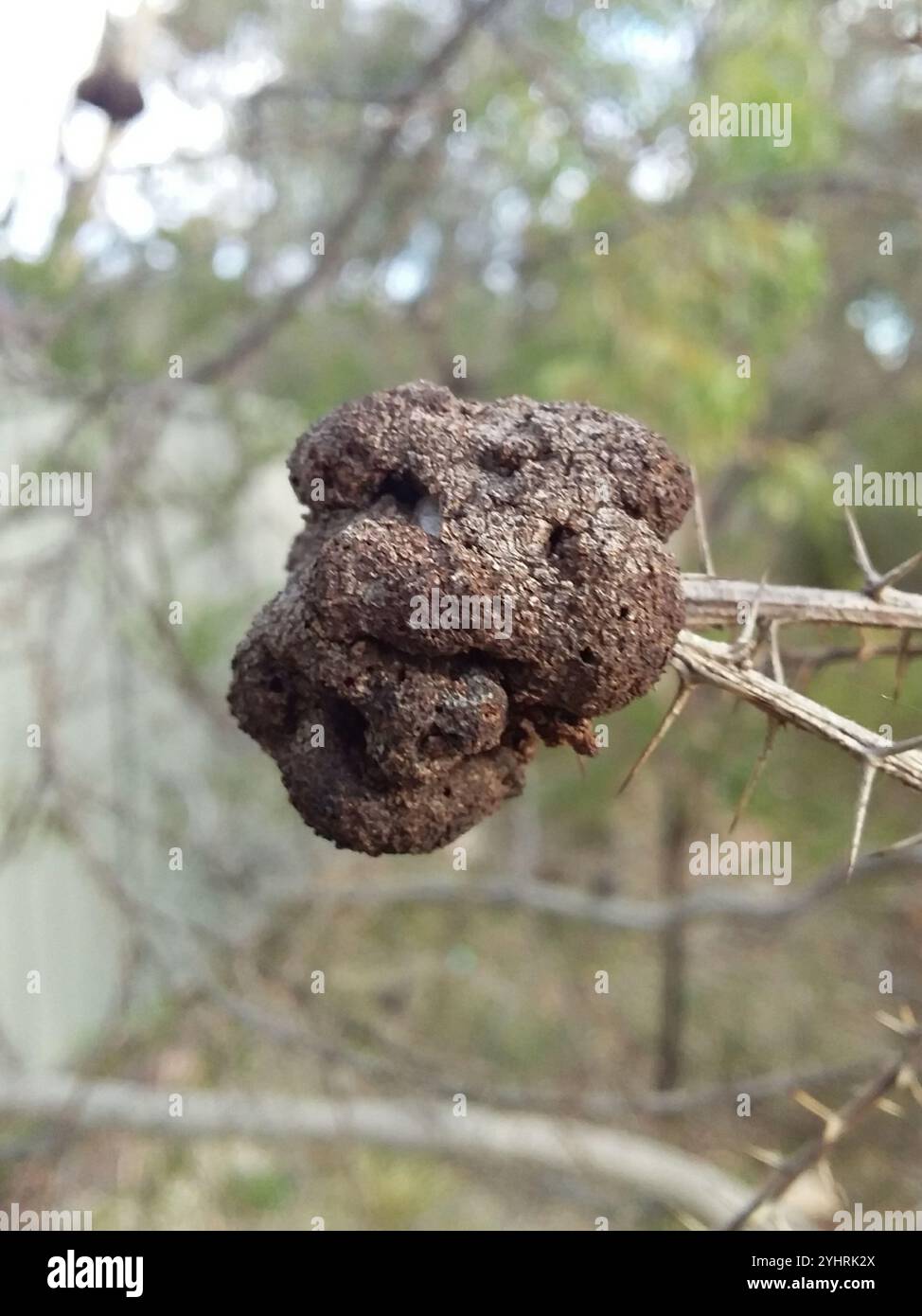 Kangaroo Thorn Gall Rust (Uromycladium paradoxae Stock Photo - Alamy