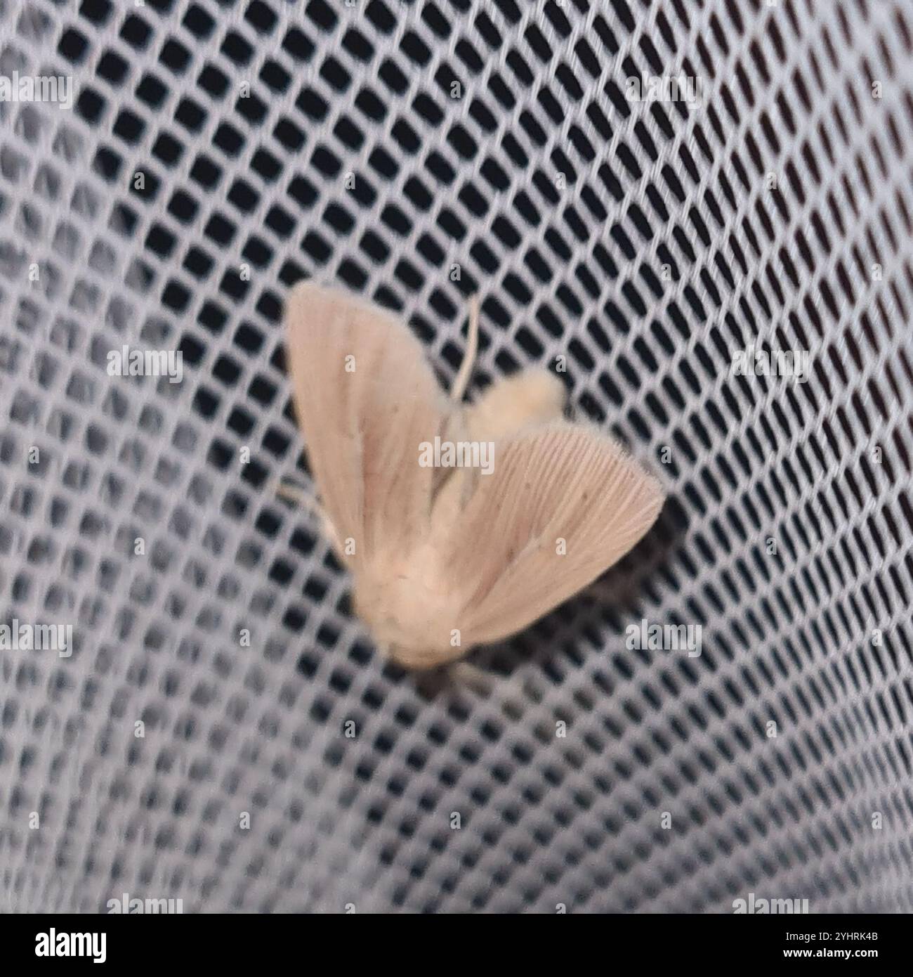 Smoky Wainscot (Mythimna impura Stock Photo - Alamy