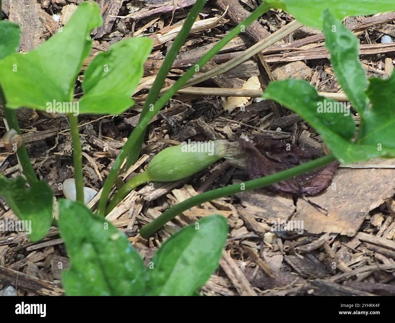 Divaricate Typhonium (Typhonium blumei Stock Photo - Alamy