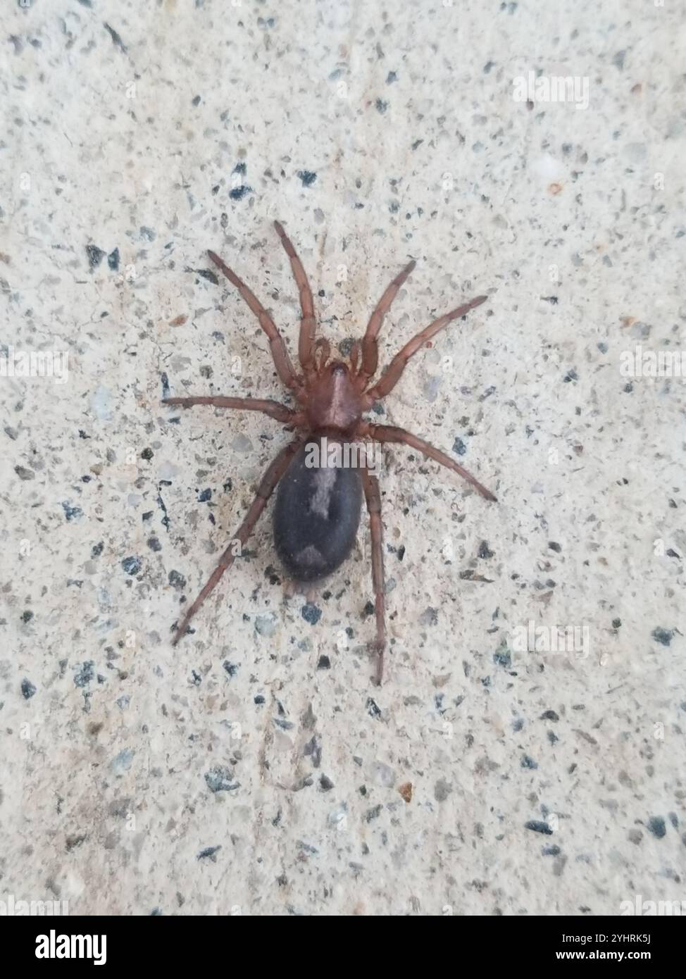 Western Parson Spider (Herpyllus propinquus Stock Photo - Alamy