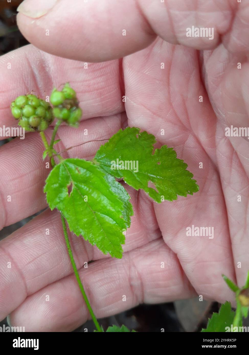 Common Dewberry (Rubus flagellaris Stock Photo - Alamy
