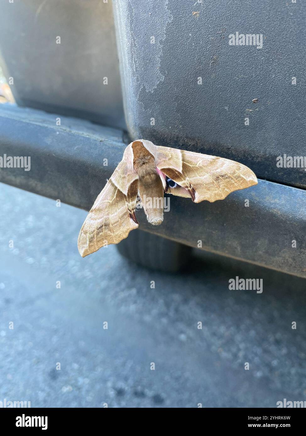 Western Eyed Sphinx (Smerinthus ophthalmica Stock Photo - Alamy