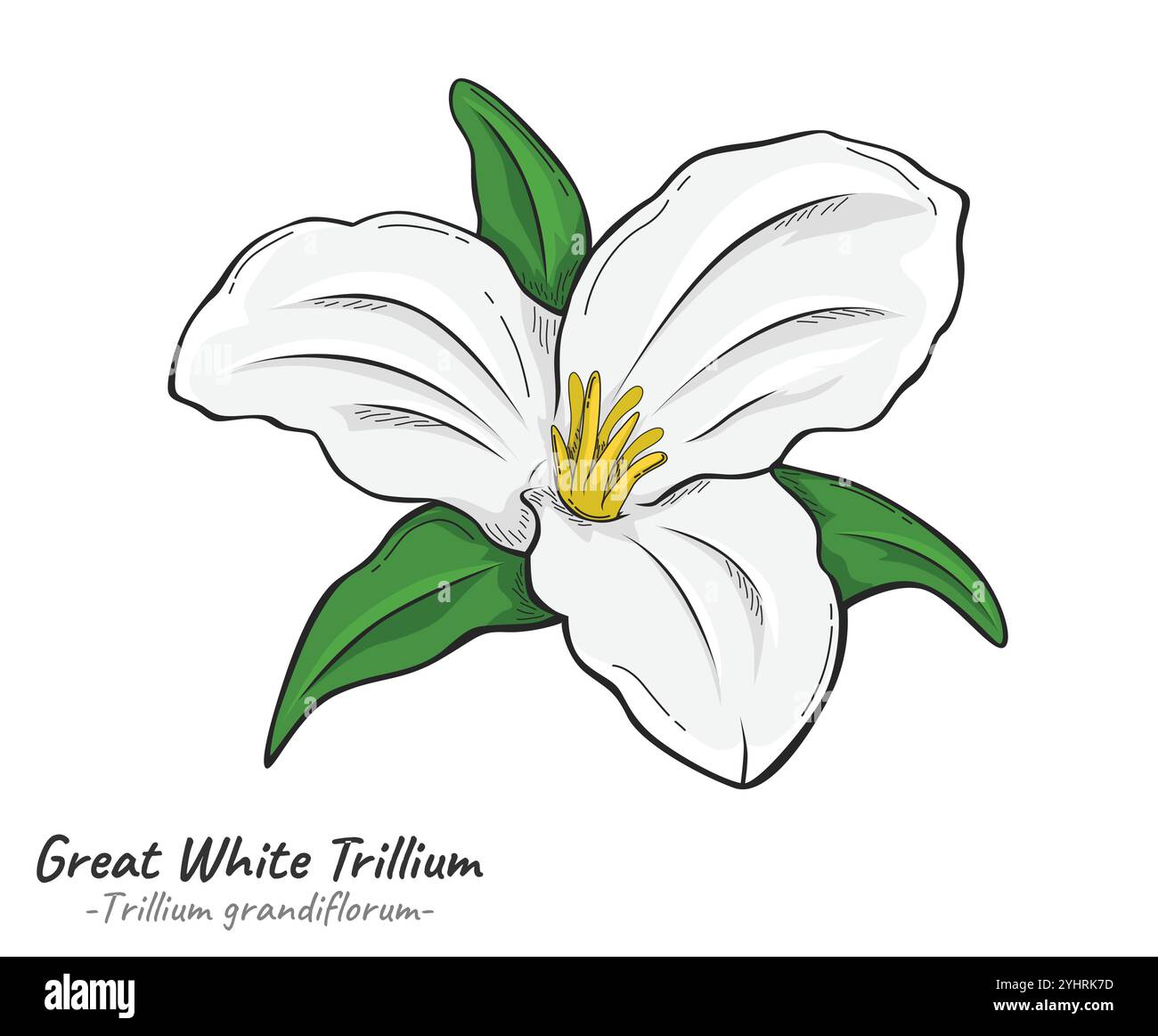 Great White Trillium flower Trillium grandiflorum Stock Vector Image ...