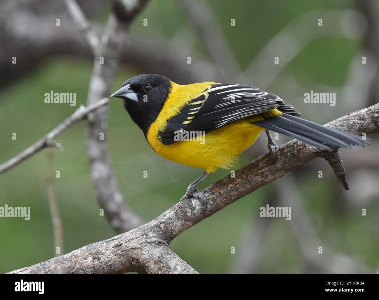 Icterus graduacauda hi-res stock photography and images - Alamy