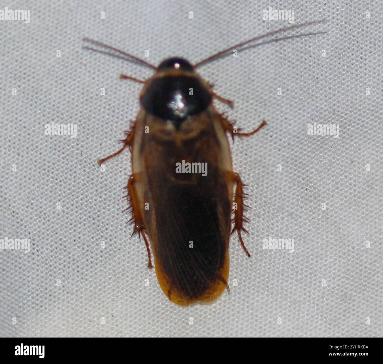 Surinam Cockroach (Pycnoscelus surinamensis Stock Photo - Alamy