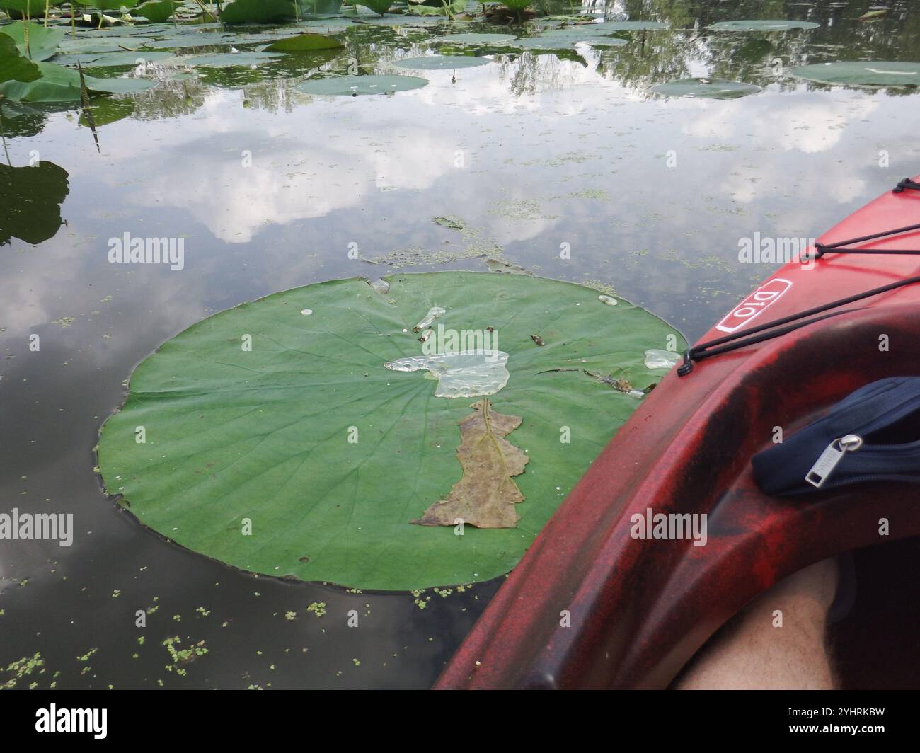 American lotus (Nelumbo lutea Stock Photo - Alamy