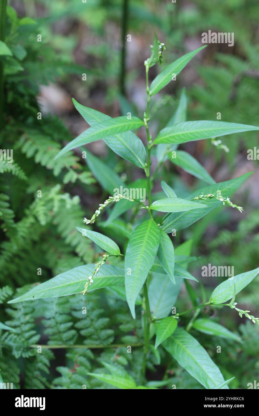 waterpepper (Persicaria hydropiper Stock Photo - Alamy