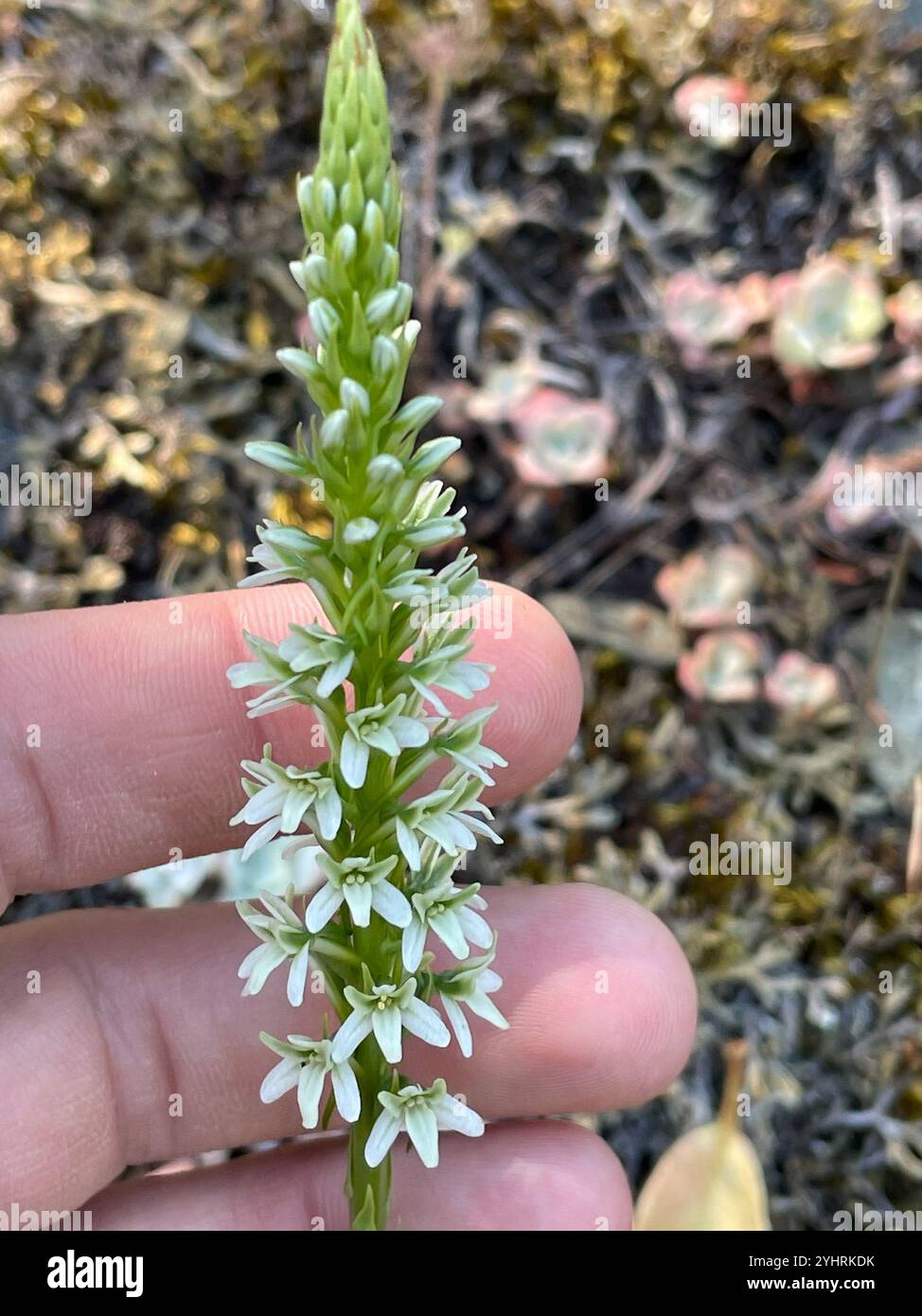 Elegant piperia hi-res stock photography and images - Alamy