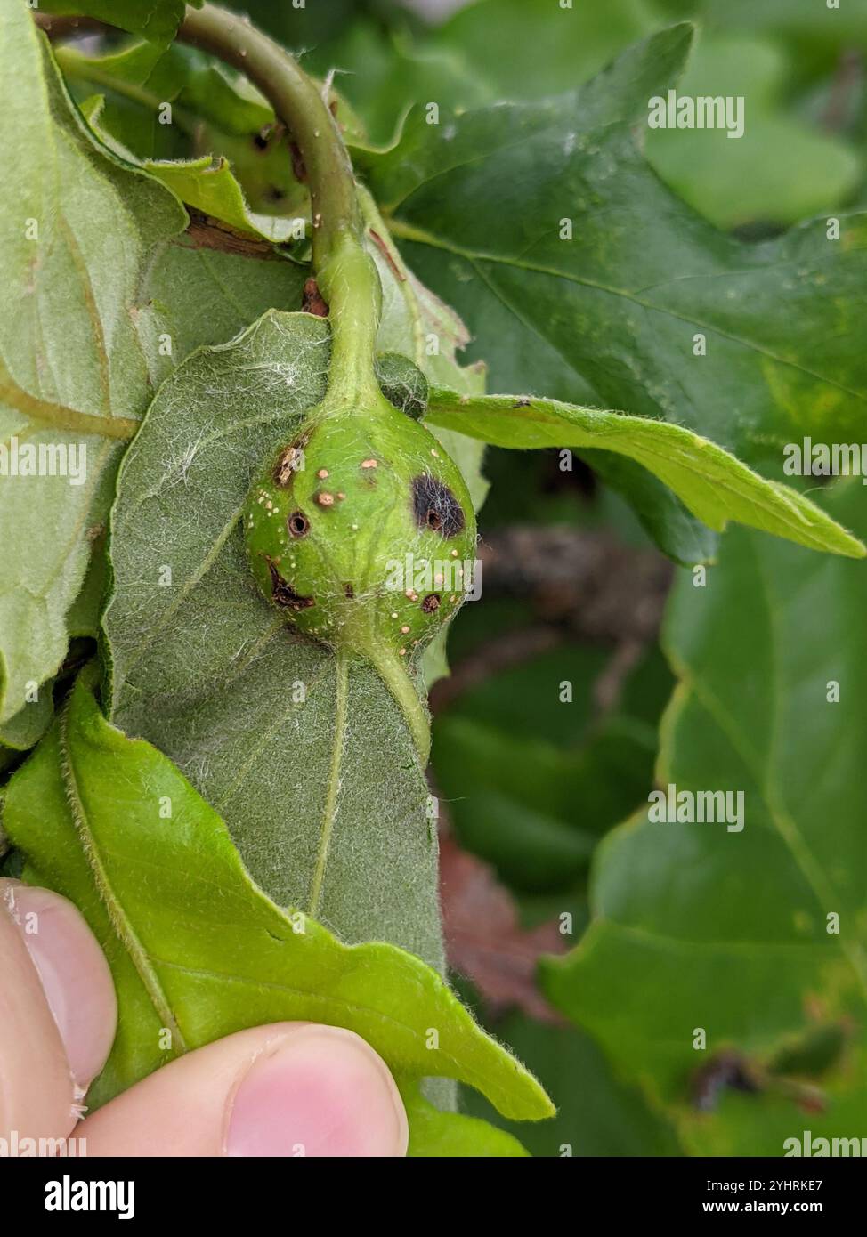 Oak Petiole Gall Wasp (Andricus quercuspetiolicola Stock Photo - Alamy
