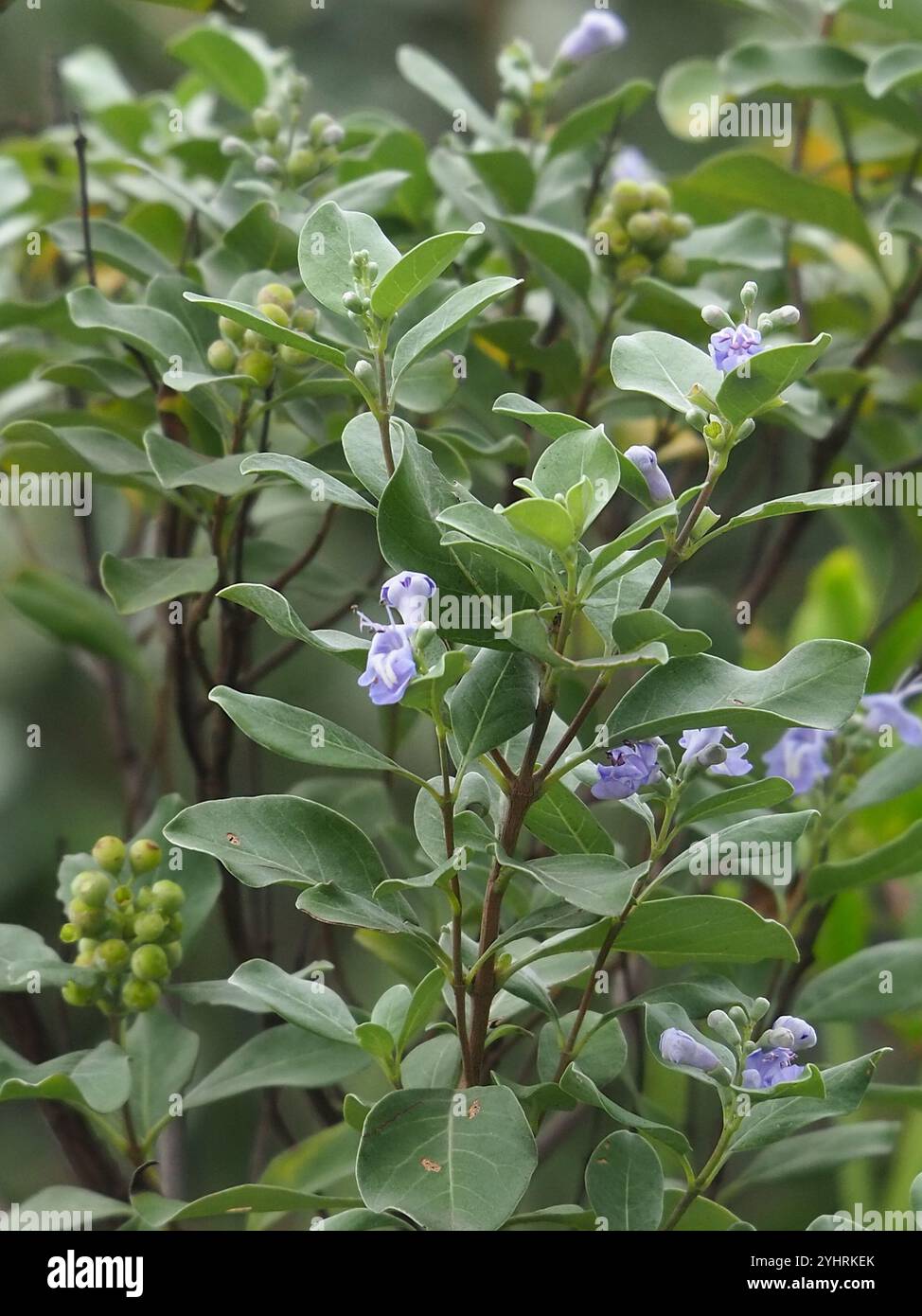 Beach Vitex (Vitex rotundifolia Stock Photo - Alamy