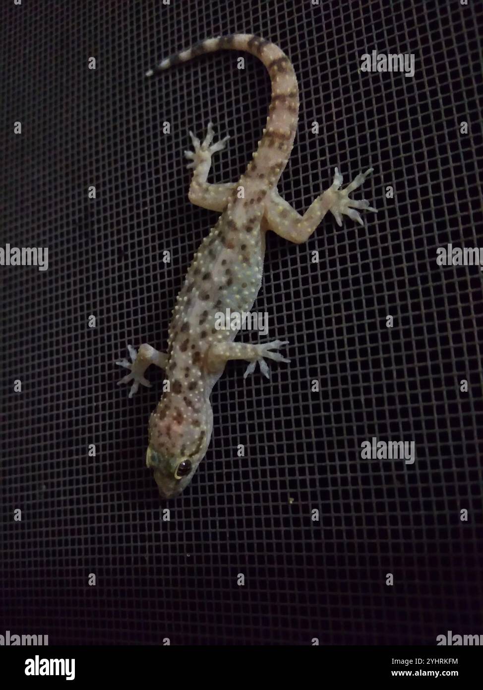 Mediterranean House Gecko (Hemidactylus turcicus Stock Photo - Alamy