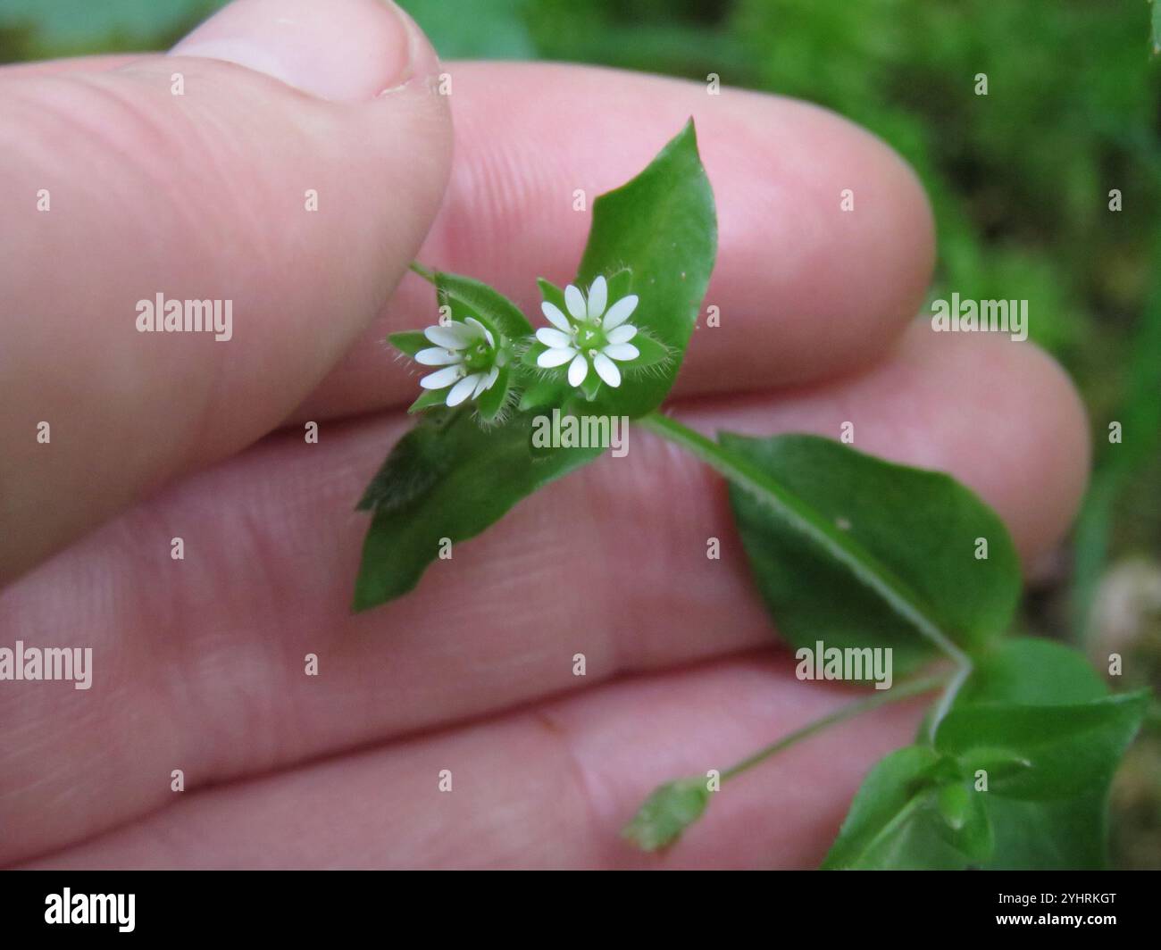 common chickweed (Stellaria media Stock Photo - Alamy