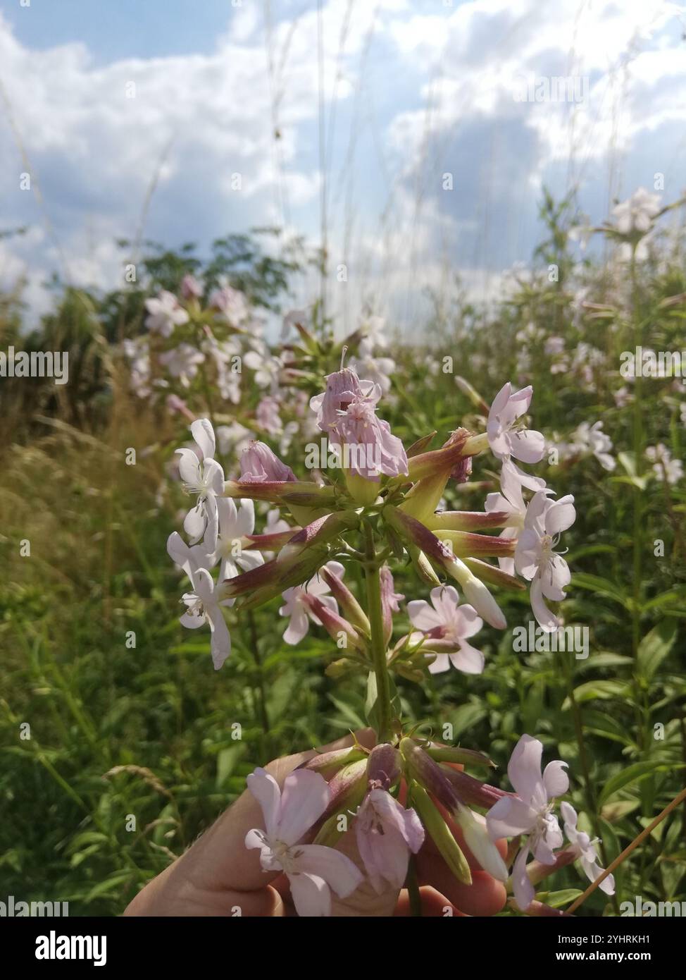 common soapwort (Saponaria officinalis Stock Photo - Alamy
