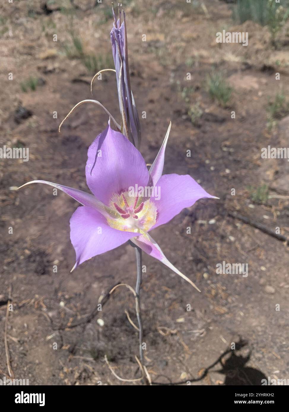 Sagebrush Mariposa Lily (Calochortus macrocarpus Stock Photo - Alamy