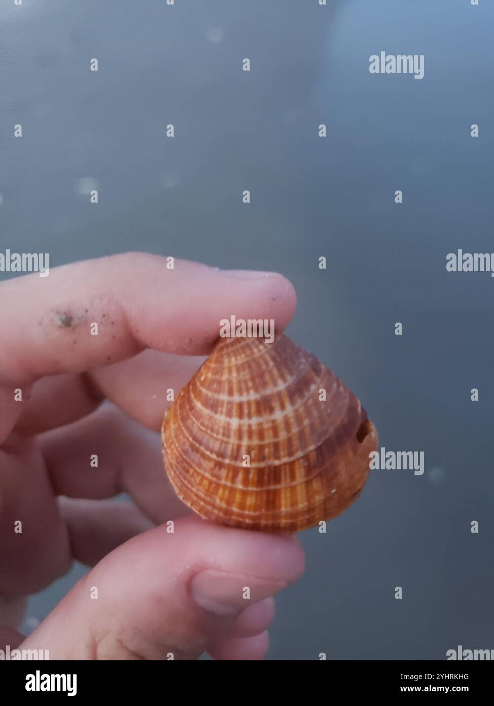 Cross-barred Venus (Chione elevata Stock Photo - Alamy