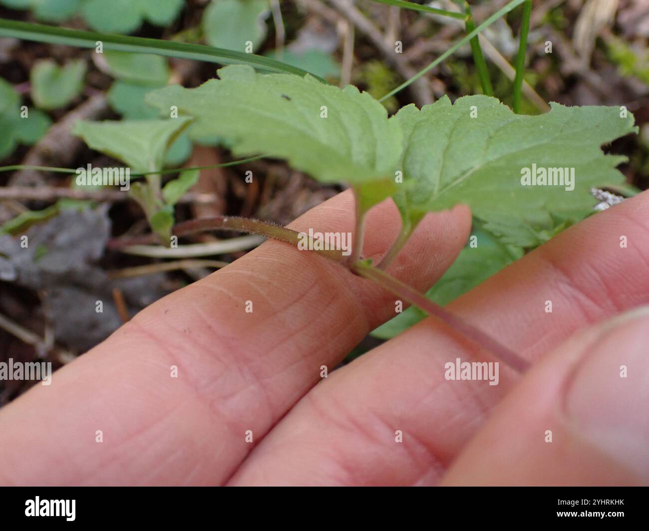 yerba buena (Clinopodium douglasii Stock Photo - Alamy