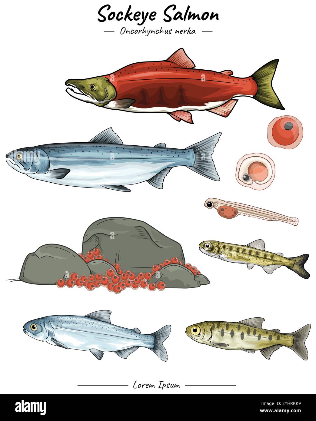 Sockeye salmon illustration set Stock Vector Image & Art - Alamy