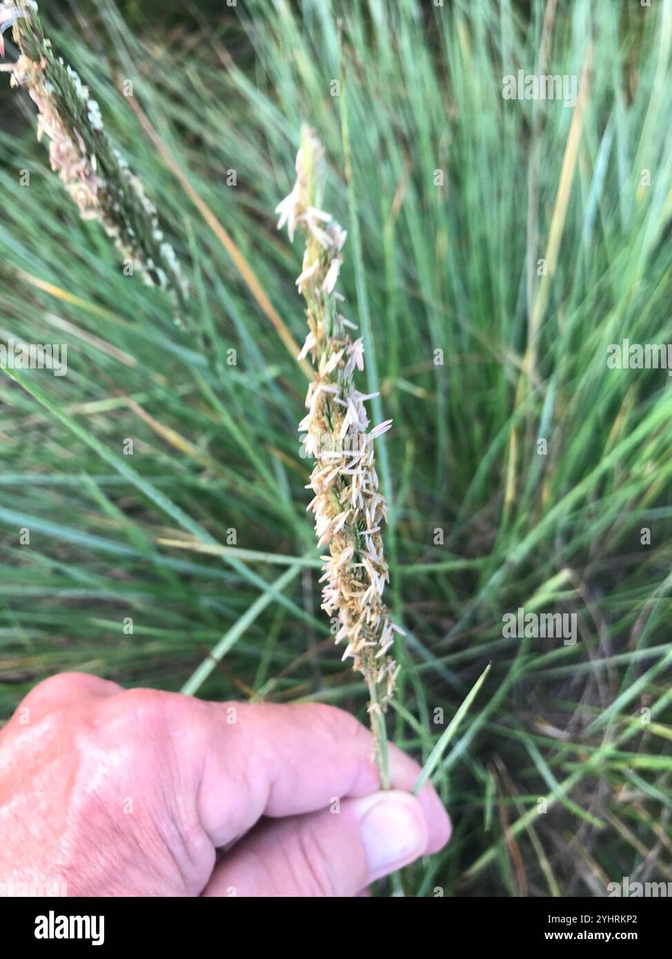 Gulf Cordgrass (Sporobolus spartinae Stock Photo - Alamy
