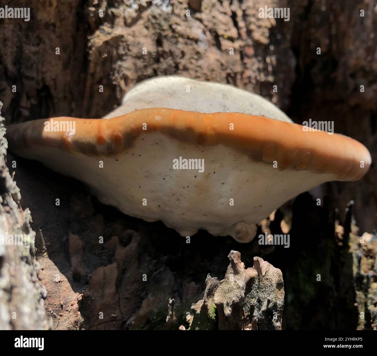 green cheese polypore (Fomitopsis spraguei Stock Photo - Alamy