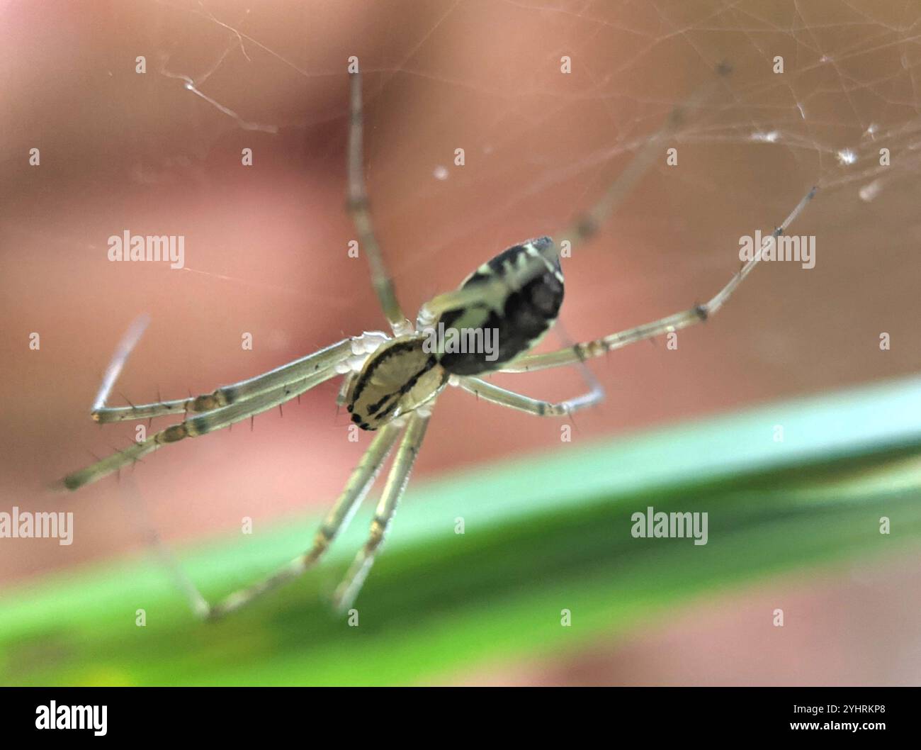 Common sheetweb spider (Linyphia triangularis Stock Photo - Alamy