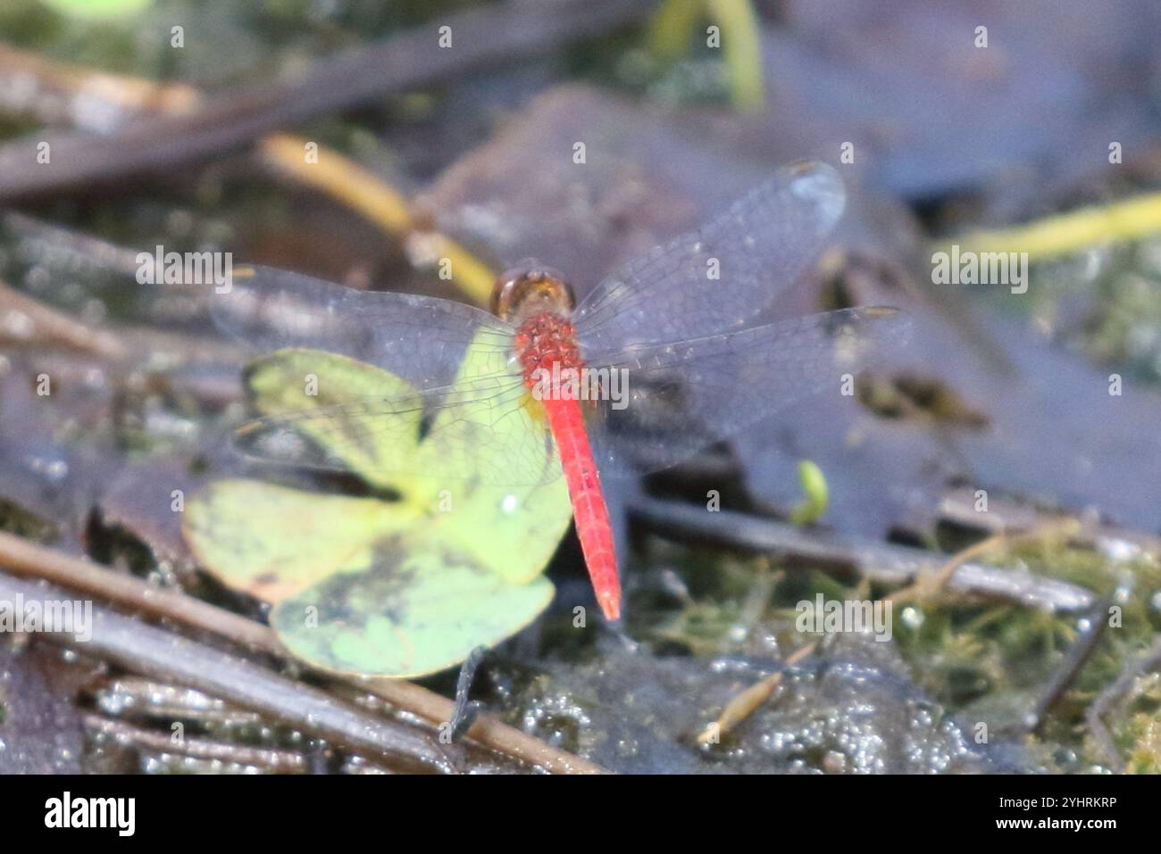 Pygmy Percher (Nannodiplax rubra Stock Photo - Alamy