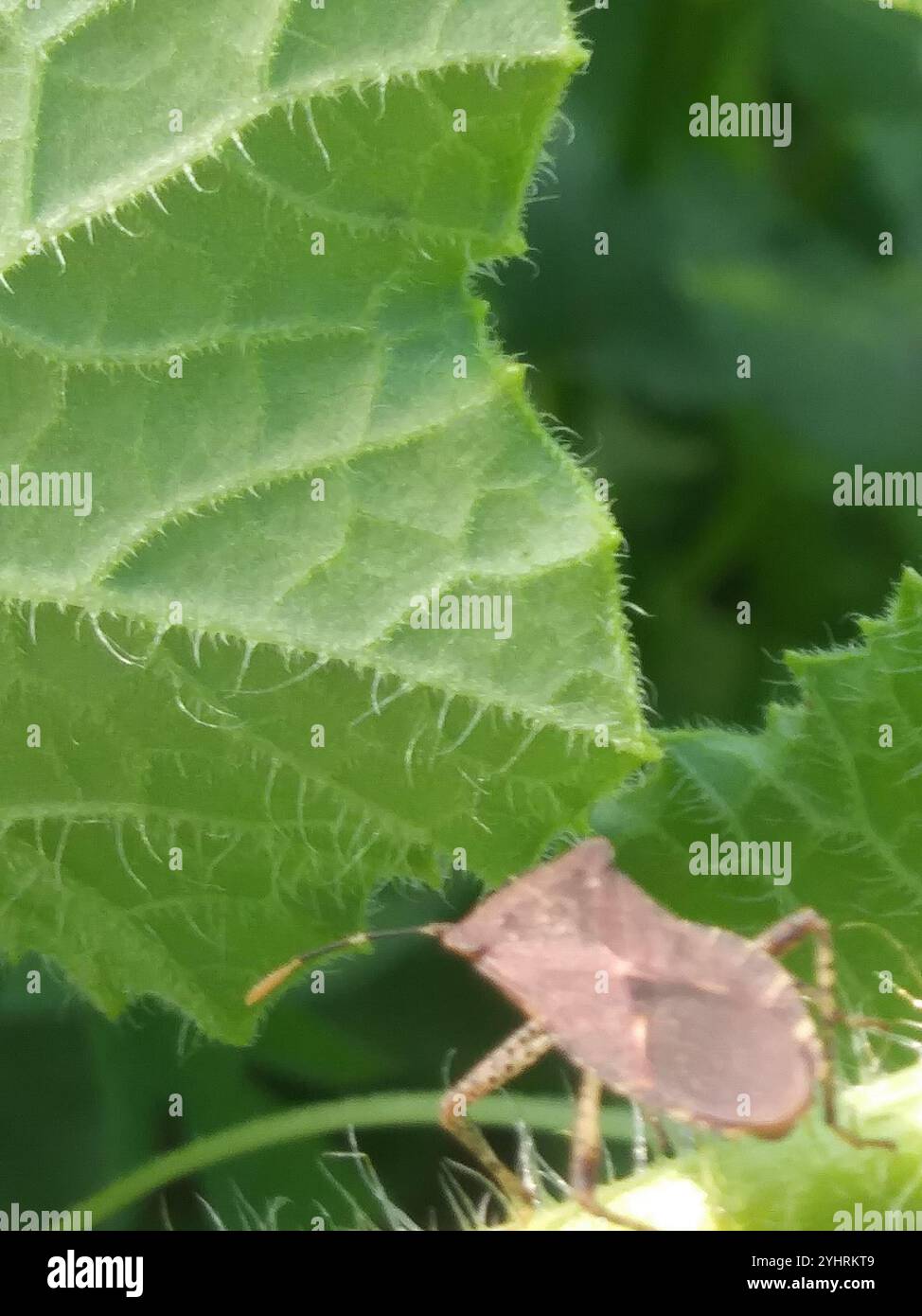 True Bugs, Hoppers, Aphids, and allies (Hemiptera Stock Photo - Alamy