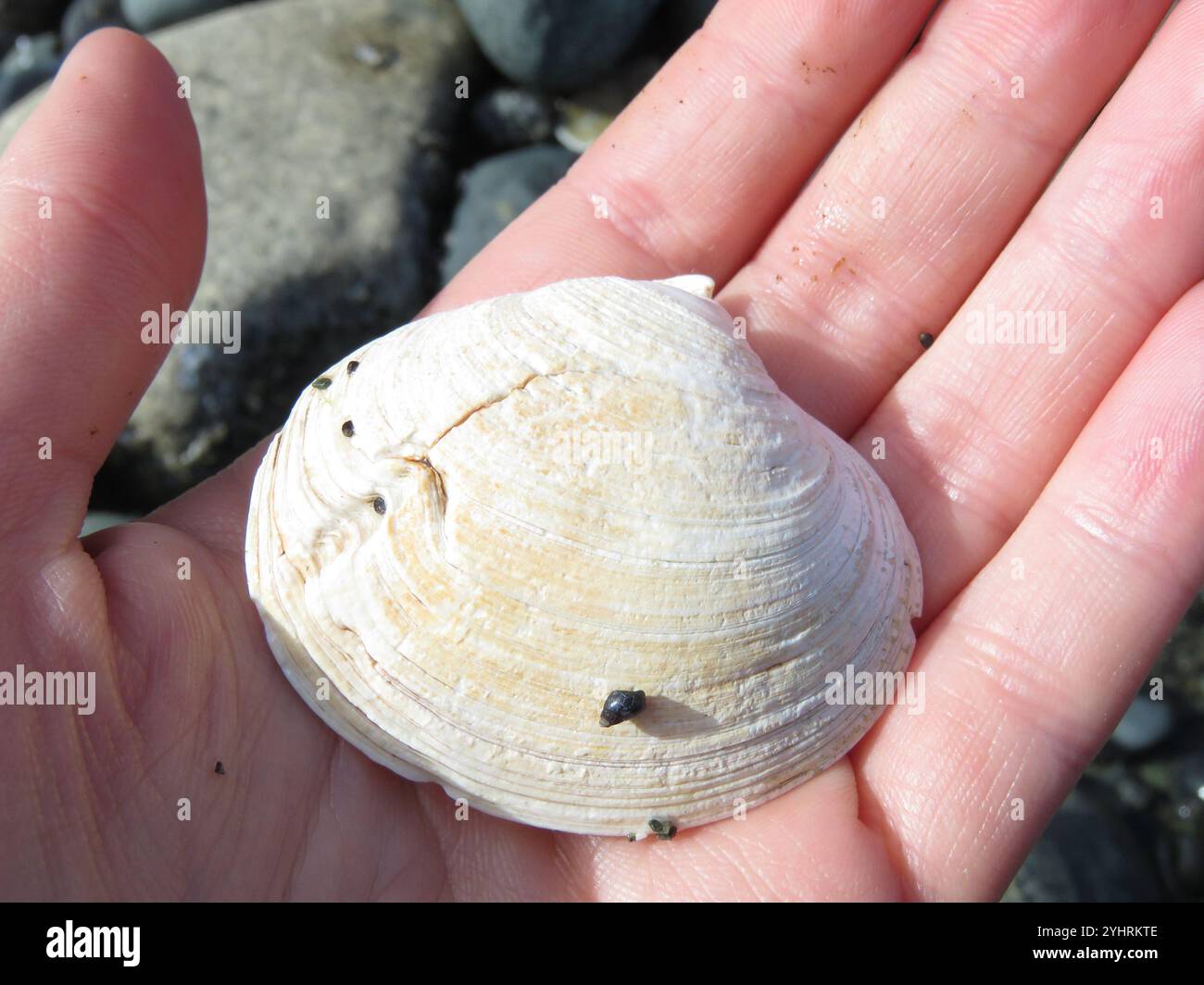 Butter Clam (Saxidomus gigantea Stock Photo - Alamy