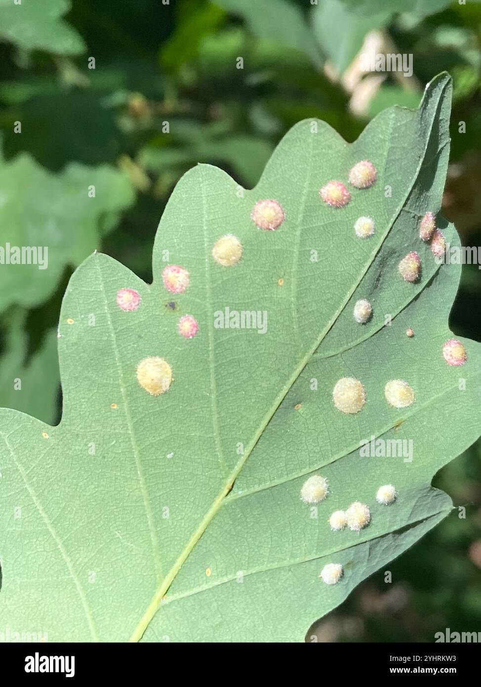 Common Spangle Gall Wasp (Neuroterus quercusbaccarum Stock Photo - Alamy