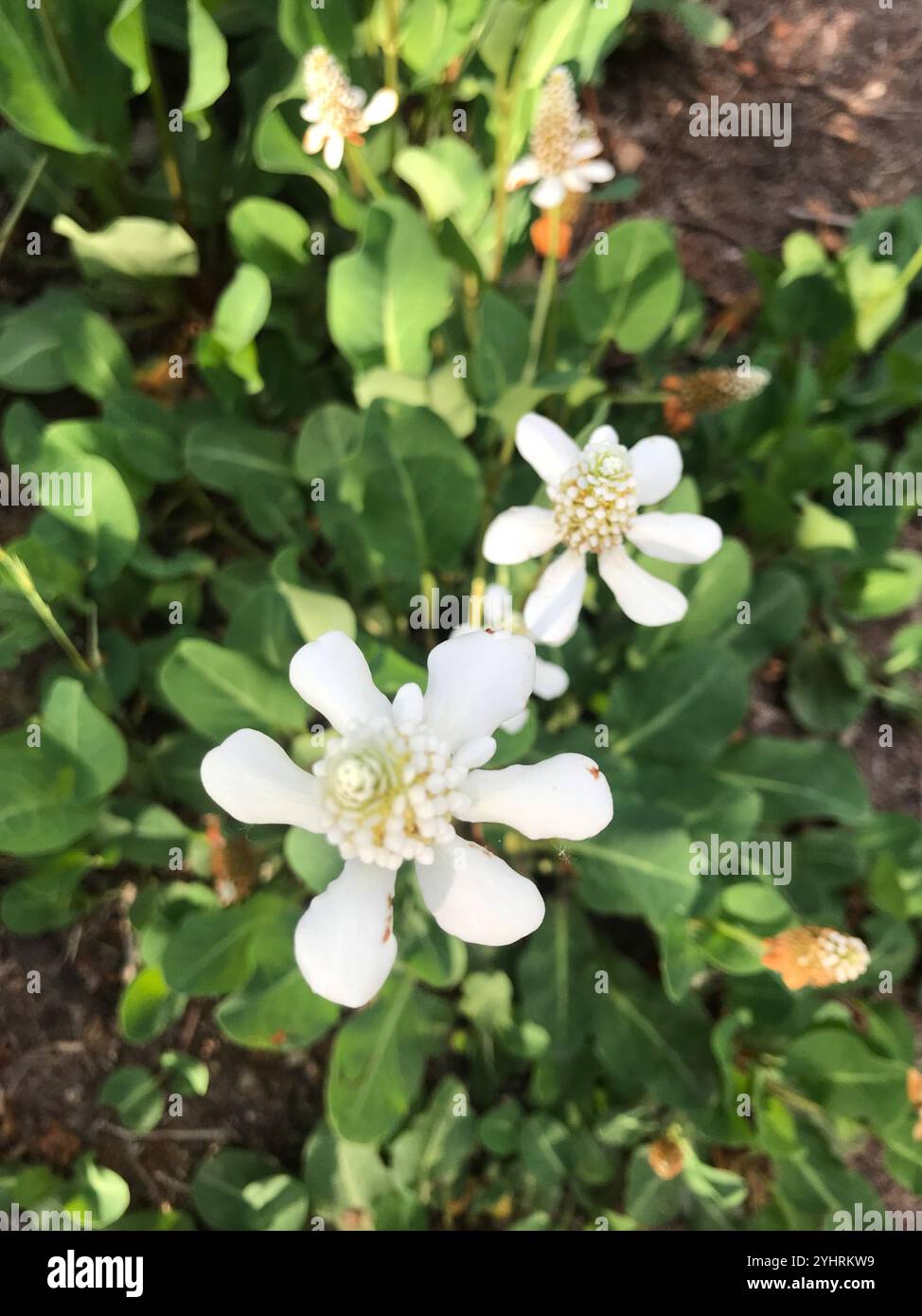Yerba Mansa (Anemopsis californica Stock Photo - Alamy