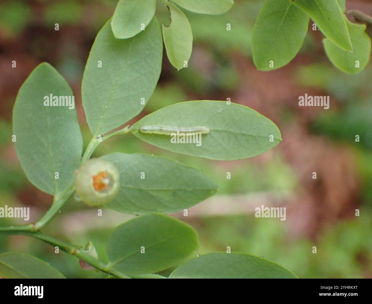 Geometer Moths (Geometridae Stock Photo - Alamy