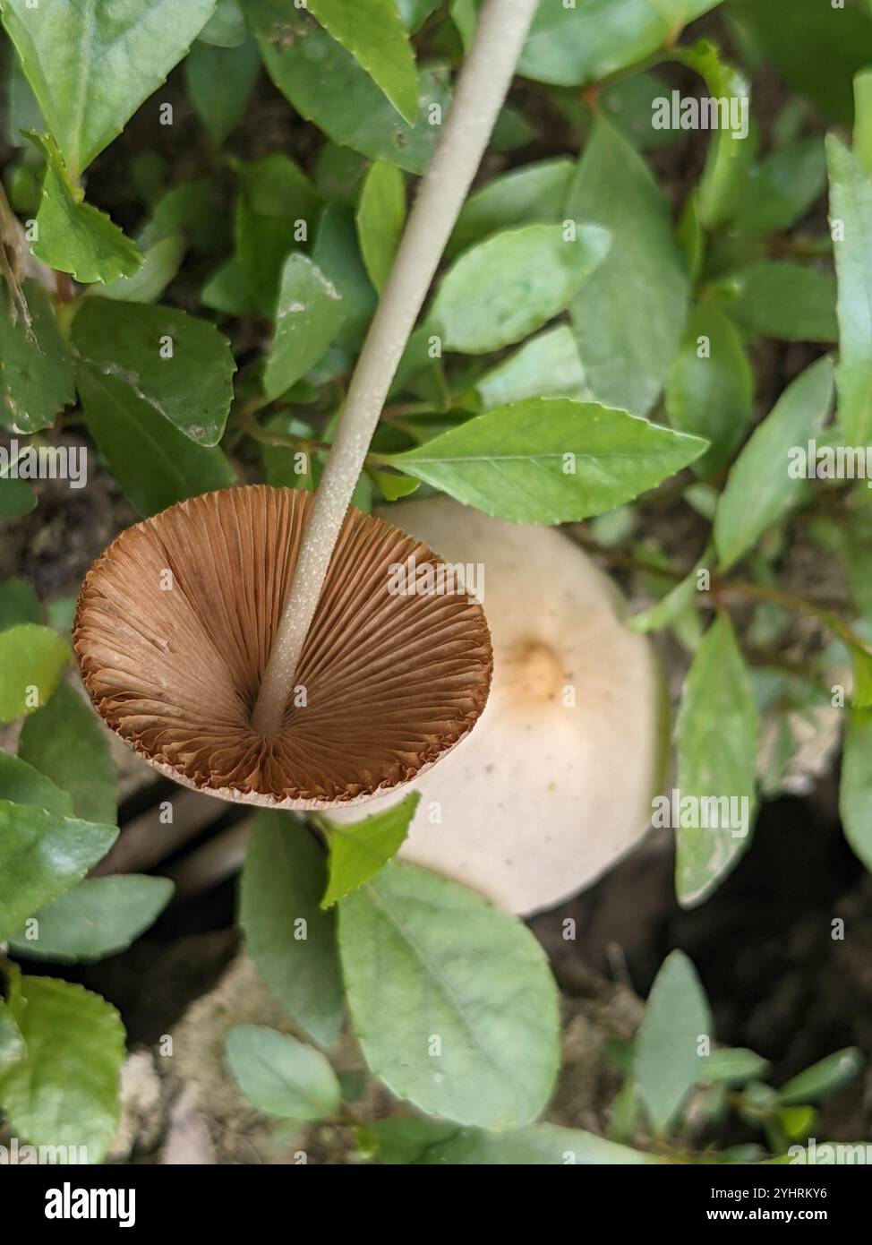 Milky conecap conocybe apala hi-res stock photography and images - Alamy