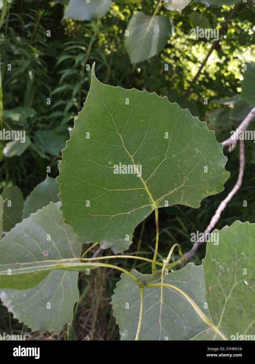 Eastern Cottonwood (Populus deltoides Stock Photo - Alamy