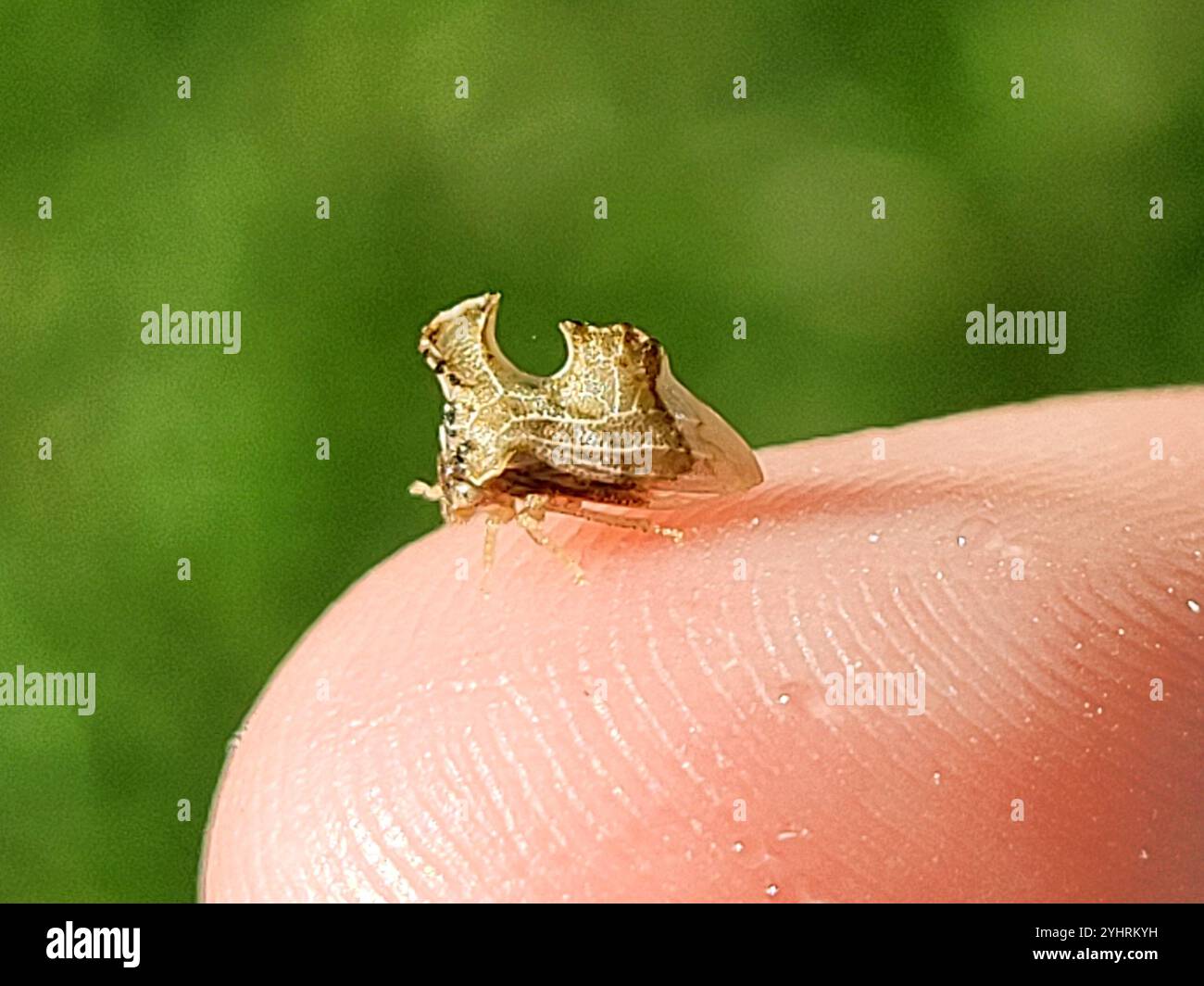 Keeled Treehopper (Entylia carinata Stock Photo - Alamy