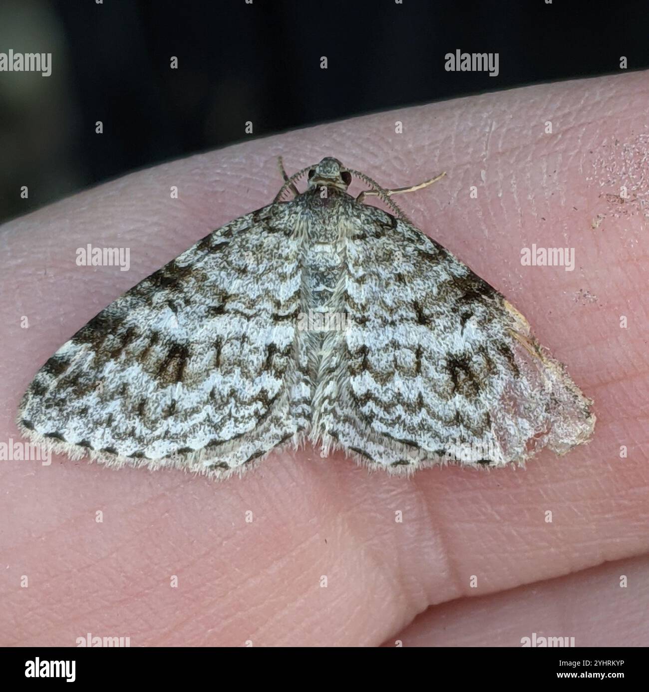 Welsh Wave Moth (Venusia cambrica Stock Photo - Alamy