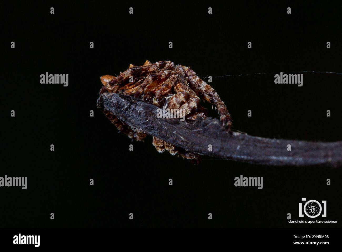 Star-bellied Orb-web Spiders (Acanthepeira Stock Photo - Alamy