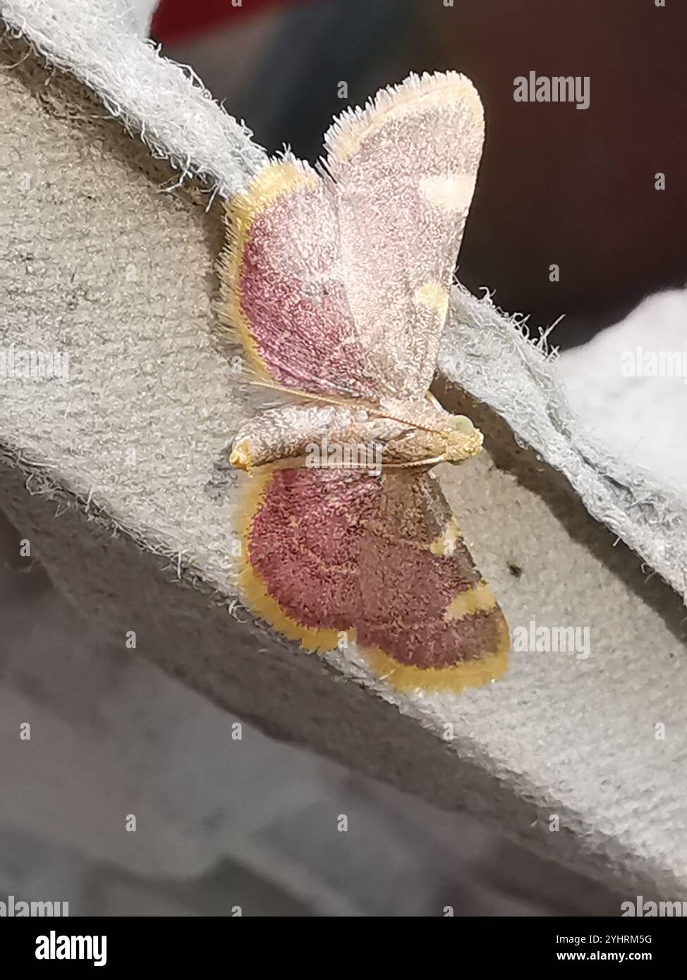 Clover Hayworm Moth (Hypsopygia costalis Stock Photo - Alamy