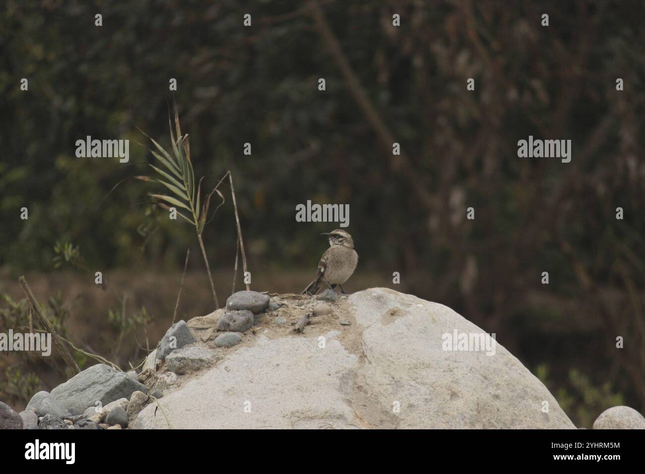 Long-tailed Mockingbird (Mimus longicaudatus Stock Photo - Alamy