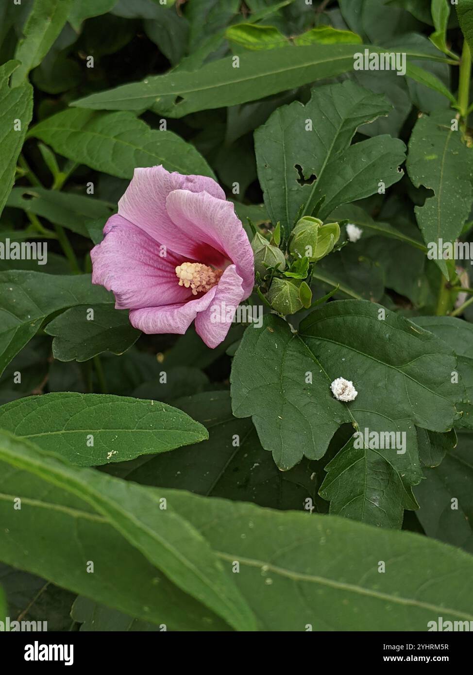 common hibiscus (Hibiscus syriacus Stock Photo - Alamy