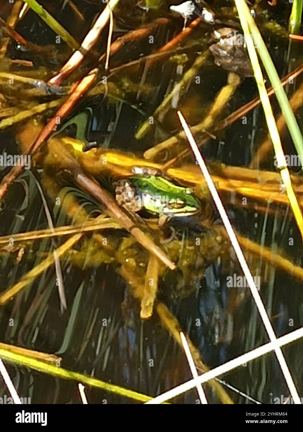 Pool Frog (Pelophylax lessonae lessonae Stock Photo - Alamy